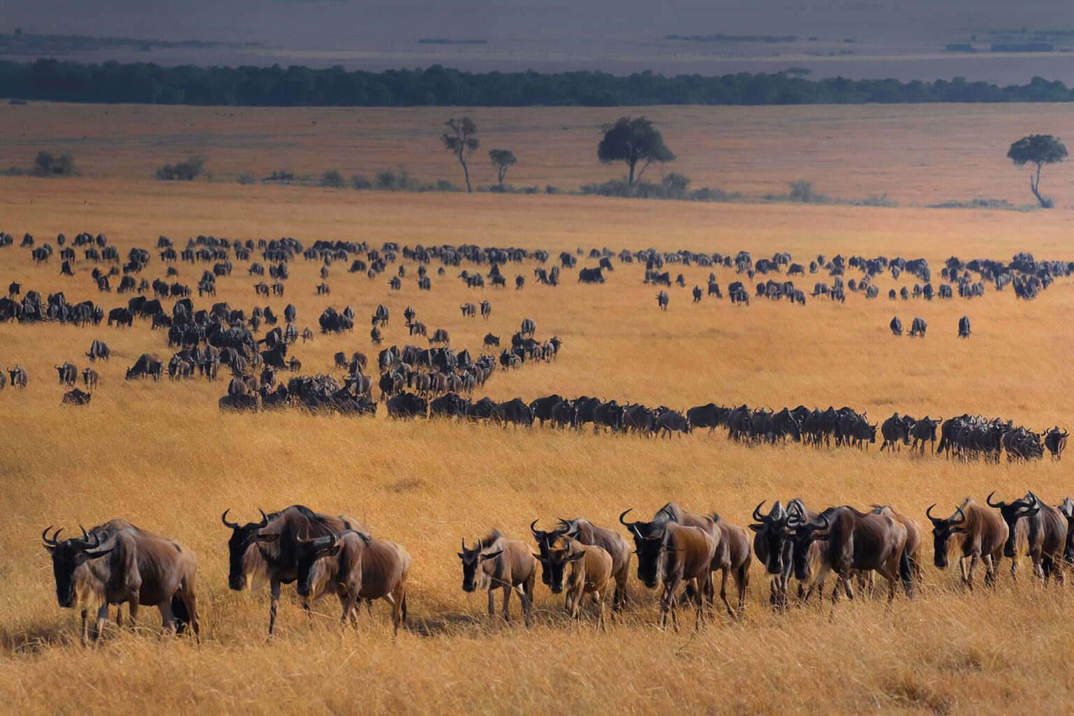 BOLD Data Portal - Dataset Home